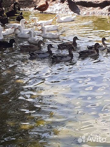 Утка кряква