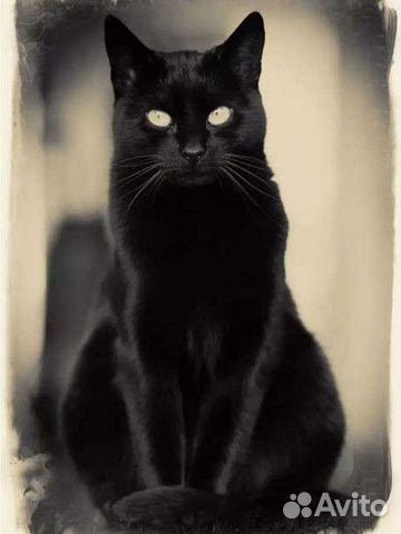 Кошки в добрые руки бесплатно