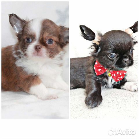 Чишки братишки