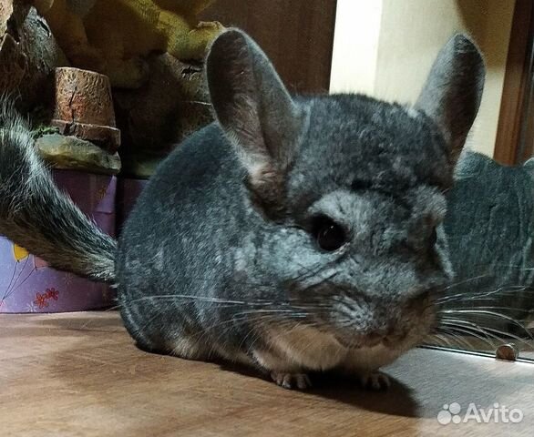 Шиншилла молодой самец
