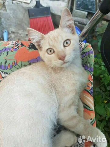 Котенок в дар, мальчик