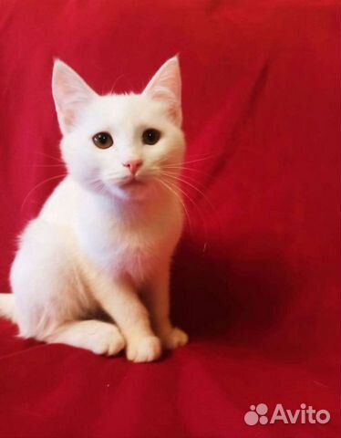 Беленький мальчик