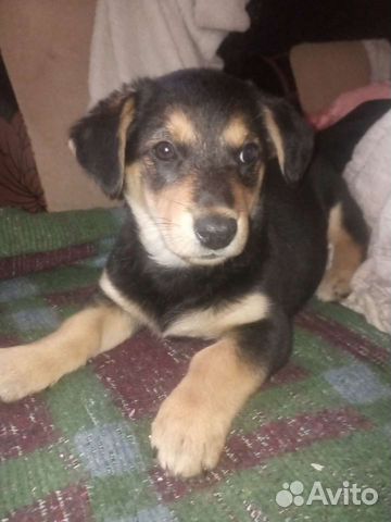 Подкинули щенков с виду 1месяц девочка и мальчик п