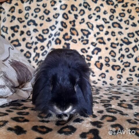 Декоративные кролики вислоухие