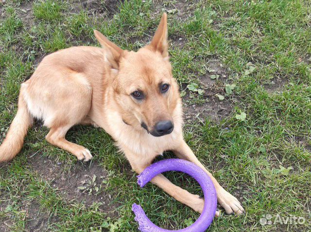 Солнышко в доме - реальность собака в дар