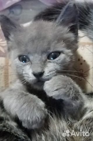 Русская голубая (котёнок) в добрые руки