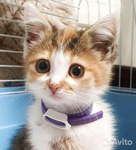 Очень симпатичная малышка