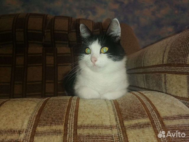 Кошка