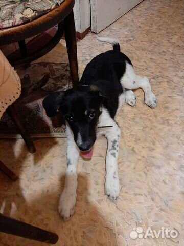 Отдам бесплатно животные собаки