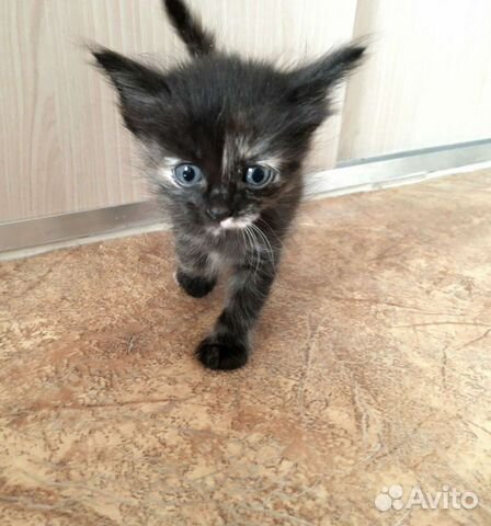 Котёнок богатка