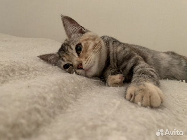 Кошечка 4 месяца