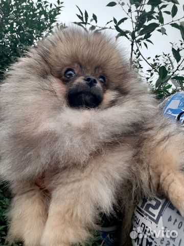 Померанский шпиц медвежьего типа