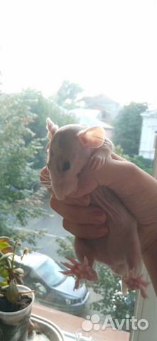 Крысы сфинкс дамбо