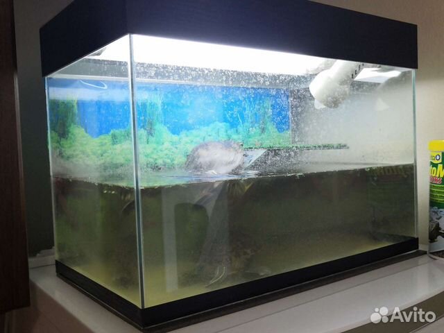 Красниухие черепахи