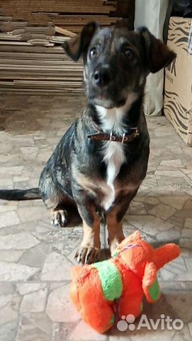 Метис таксы в добрые руки