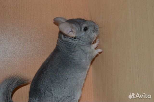 Шиншилла Сапфир носитель ангоры и фиолета, самец