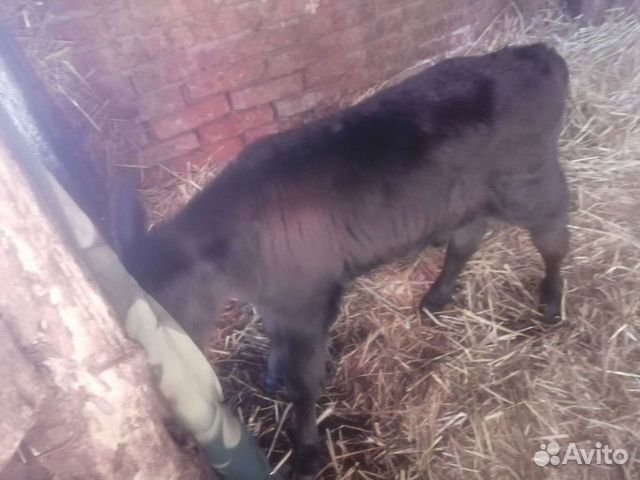 Бычек от домашней коровы