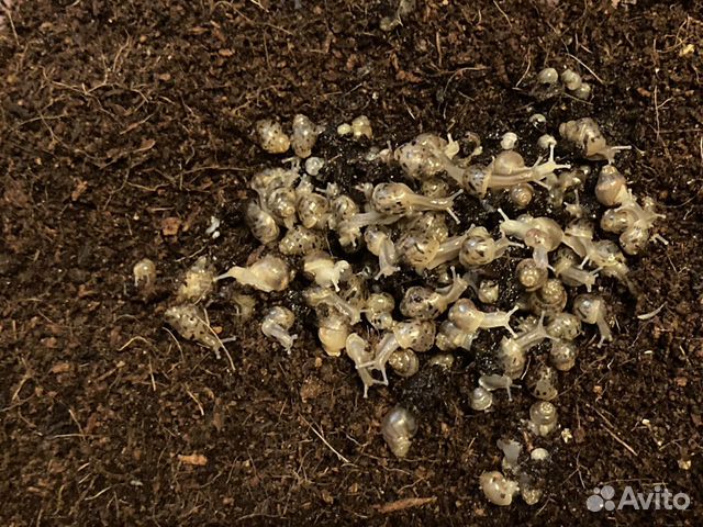 Улитята ахатины