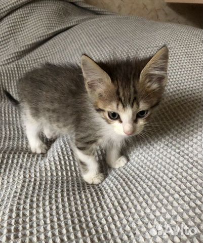 Котенок кот котик в дар бесплатно добрые руки