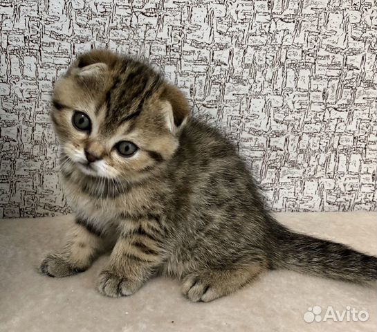 Шотландский вислоухий красавчик ищет хозяев