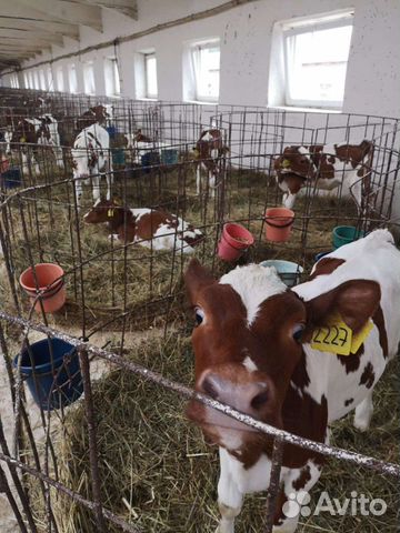 Племенные Айширские тёлочки