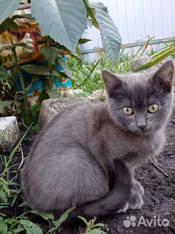 Кошка