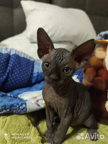 Канадский сфинкс