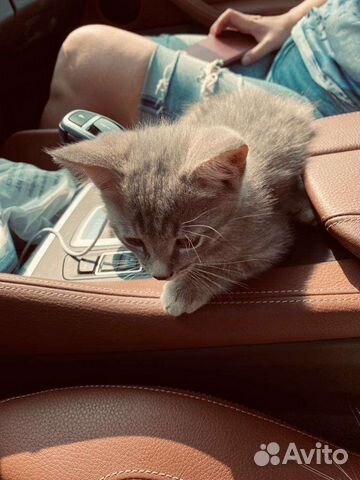 Котята русская голубая