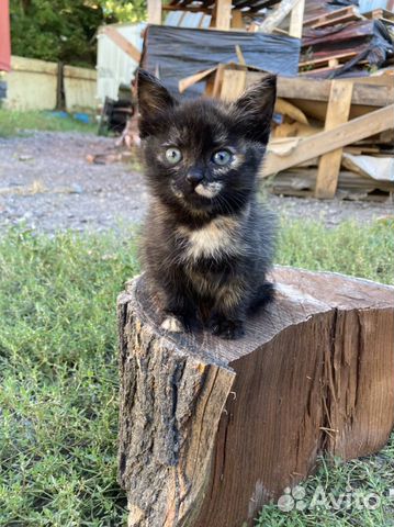 Котята в добрые руки даром