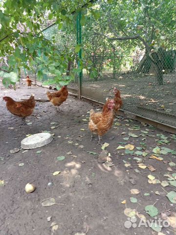 Продам несушек цены адекватные