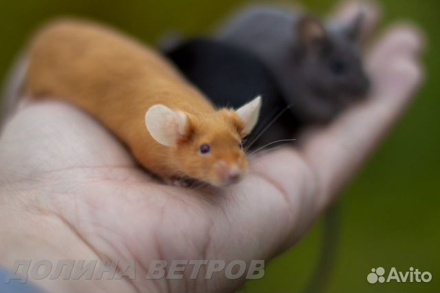 Декоративные мыши девочки разных окрасов