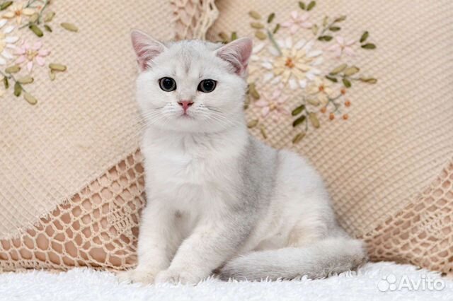 Британская серебристая шиншилла
