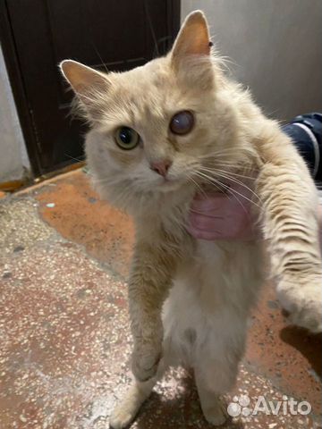 Кот