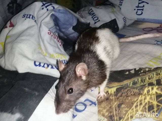 Ищем крысу мальчика для случки