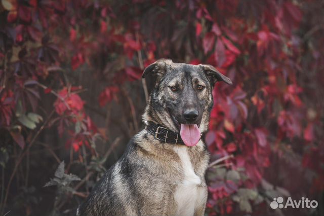 Восхитительный восточный волк Лорд ищет дом