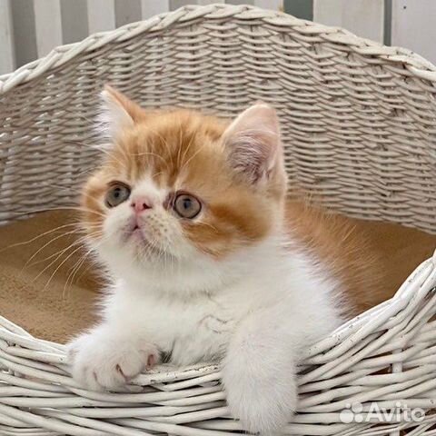 Экзотический плюшевый малыш