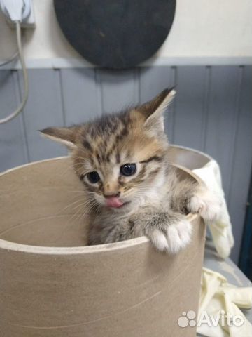 3 котёнка