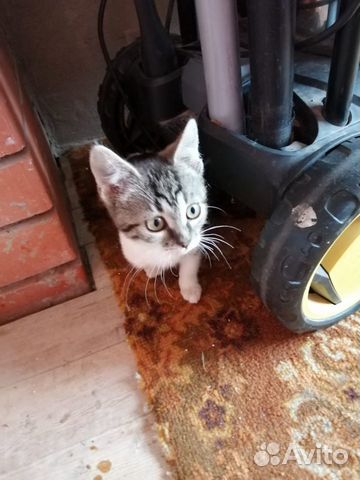 Котята 3-4 мес