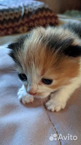 Котёнок редкой черепаховой окраски