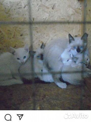 Котята-смертники в усыпалке