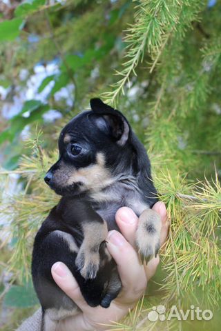 Девочка малявочка