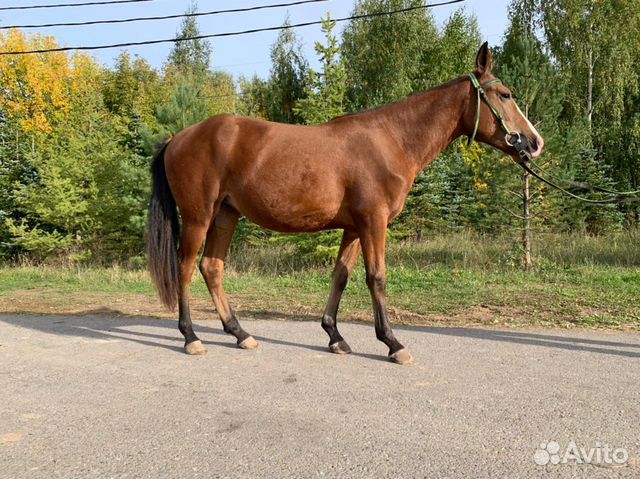 Кобылка 1,2 года