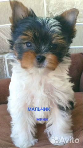 Ребята биверята