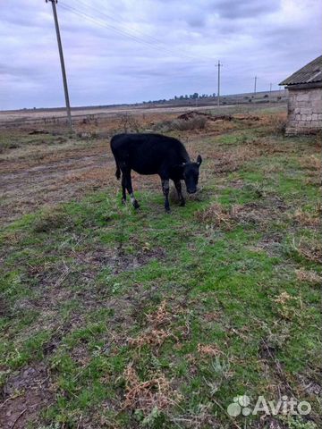 Телки 8 -9 месяцев по 25 тысяч