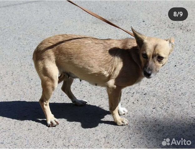 Маленькая собачка ищет дом