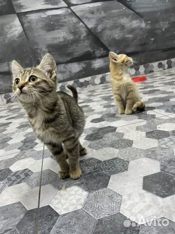 Игривые котятки