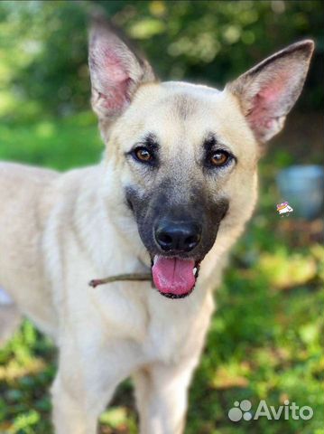 Локки обаятельный малыш из приюта