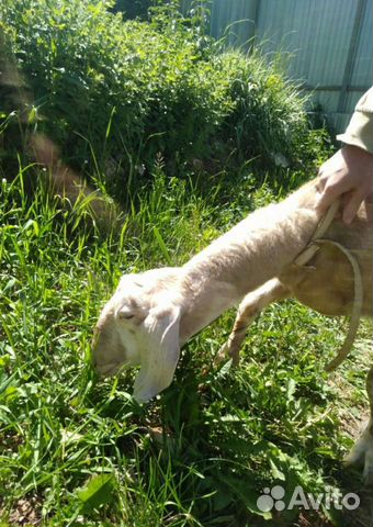 Нубийский козел