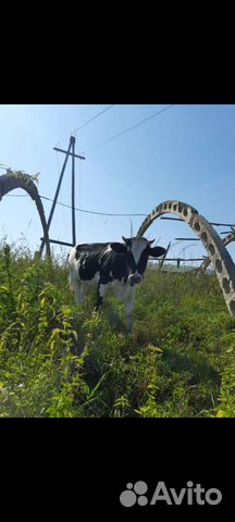 Корова тельная