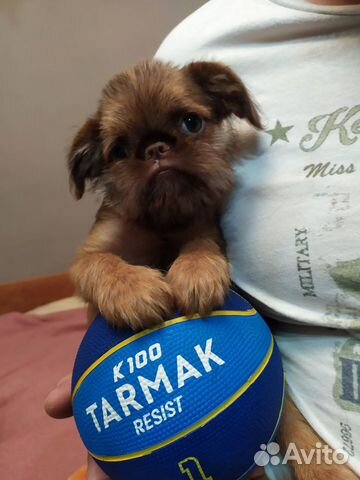 Брюссельский гриффон, мальчик